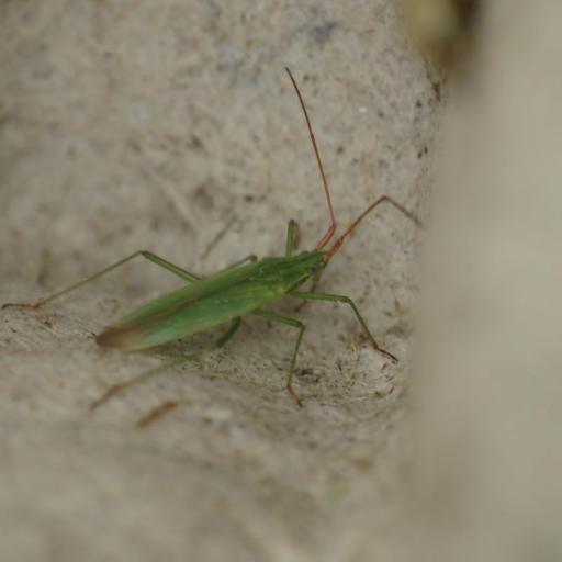 Rice Leaf Bug (Trigonotylus Caelestialium) Insect Identification Guide ...