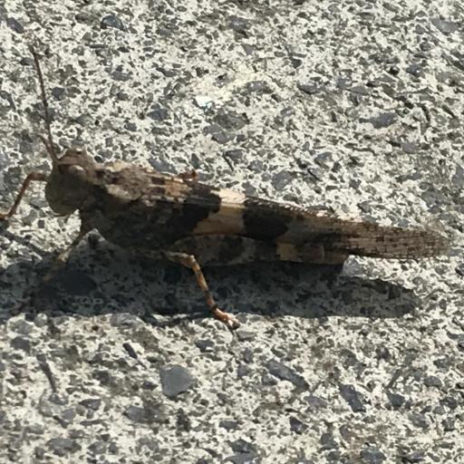 Pallid-winged Grasshopper (Trimerotropis Pallidipennis) Insect ...