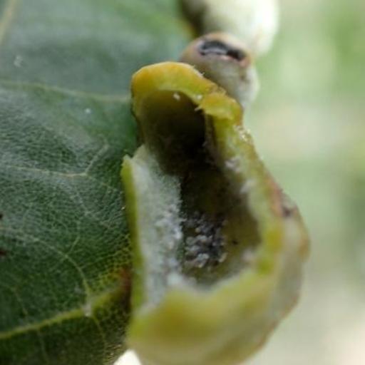 Trioza Insect Identification Guide, Habitat & Facts