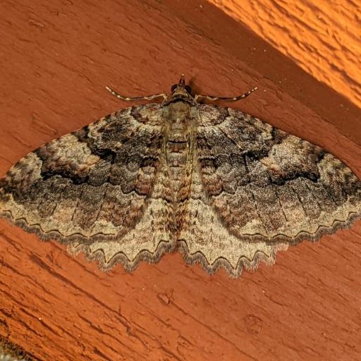 Tissue Moth (Triphosa Haesitata) Insect Identification Guide, Habitat ...