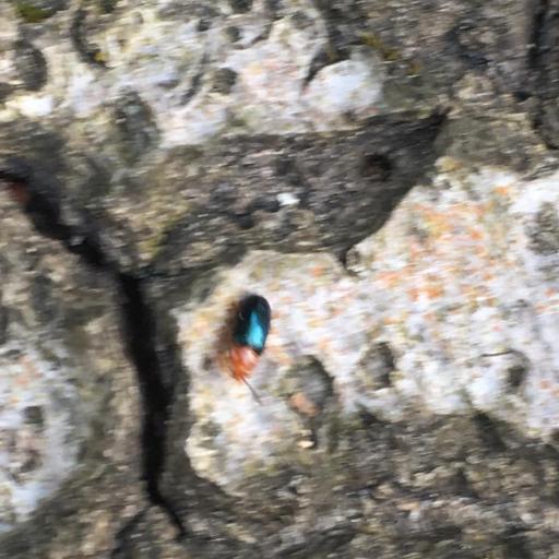 Triplax Aenea Insect Identification Guide, Habitat & Facts