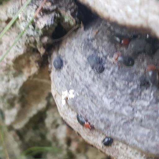 Triplax Russica Insect Identification Guide, Habitat & Facts