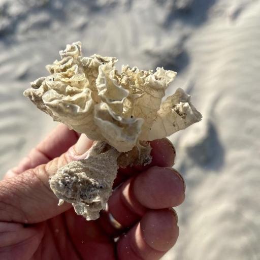 Florida Horse Conch (Triplofusus Giganteus) Insect Identification Guide ...