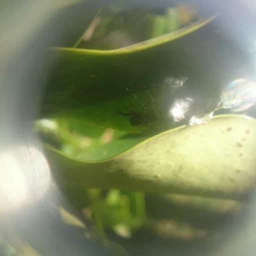 Black-headed Jumping Spider (Trite Planiceps) Insect Identification ...