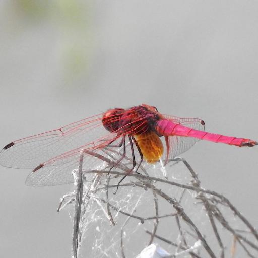 Crimson Marsh Glider (Trithemis Aurora) Insect Identification Guide ...