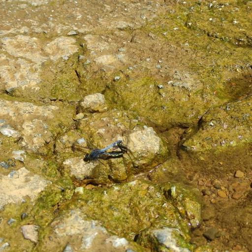 Indigo Dropwing (Trithemis Festiva) Insect Identification Guide ...