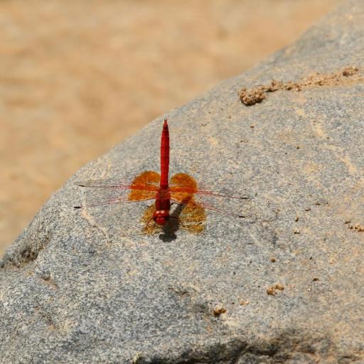 Orange-winged Dropwing (Trithemis Kirbyi) Insect Identification Guide ...