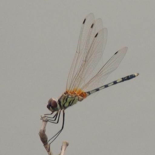 Dancing Dropwing (Trithemis Pallidinervis) Insect Identification Guide ...