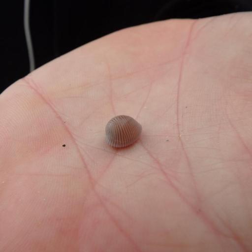 Northern Cowrie (Trivia Arctica) Insect Identification Guide, Habitat ...