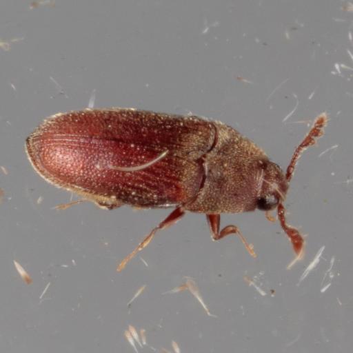 Devil's Coach Horse Beetle (Ocypus Olens) Insect Identification Guide ...