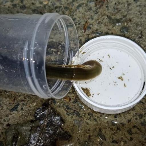 Trocheta Insect Identification Guide, Habitat & Facts