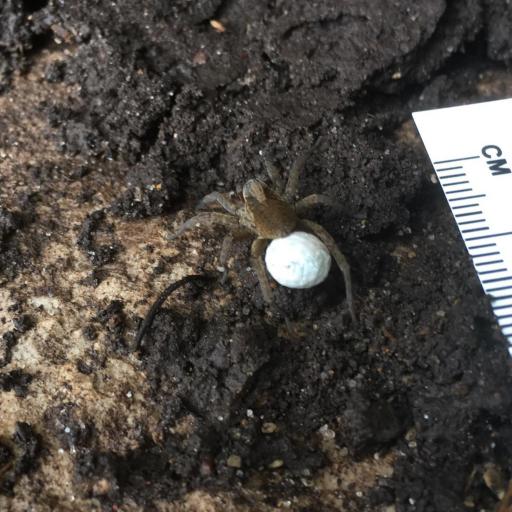 Rustic Wolf Spider (Trochosa Ruricola) Insect Identification Guide ...