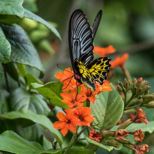 Golden Birdwing (Troides Aeacus) Insect Identification Guide, Habitat ...