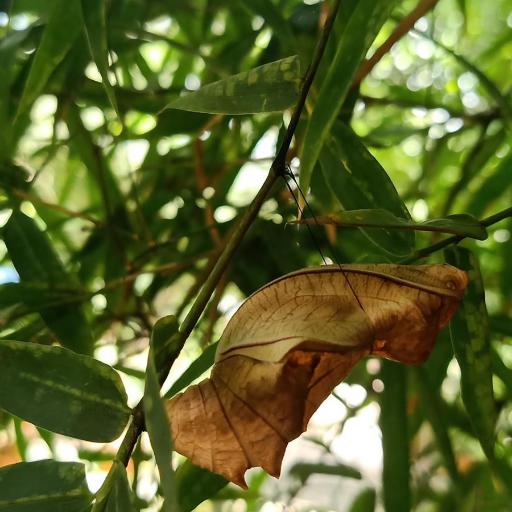 Southern Birdwing (Troides Minos) Insect Identification Guide, Habitat ...