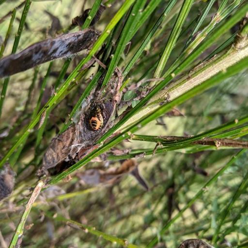 Bronze Shield Bug (Troilus Luridus) Insect Identification Guide ...