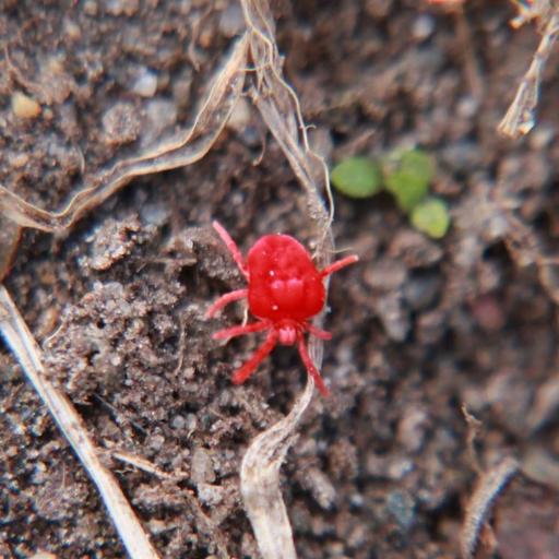 Trombidium Holosericeum Insect Identification Guide, Habitat & Facts