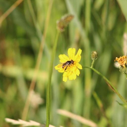 Tooth-Thighed Hoverfly (Tropidia Scita) Insect Identification Guide ...