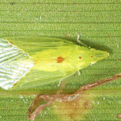 Tropiduchid Planthoppers (Tropiduchidae) Insect Identification Guide ...