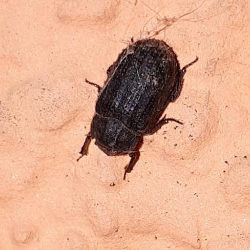 Trox Scaber Insect Identification Guide, Habitat & Facts