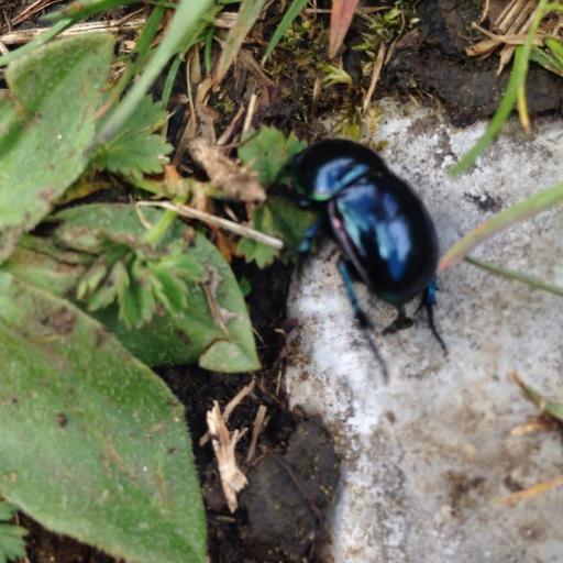 Springtime Dung Beetle (Trypocopris Vernalis) Insect Identification ...