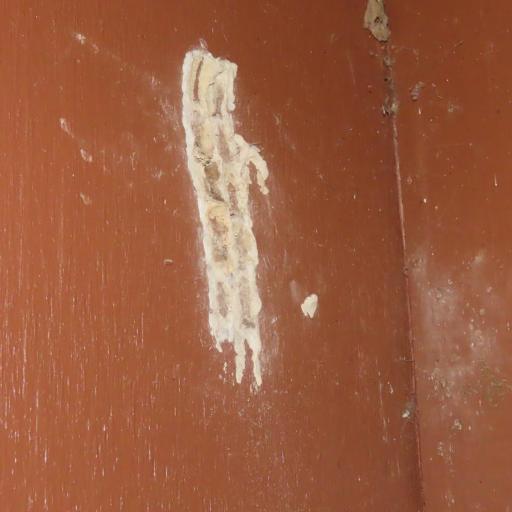 Trypoxylon Insect Identification Guide, Habitat & Facts