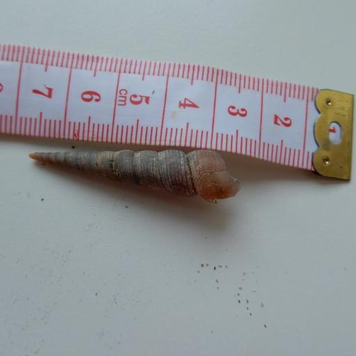 Common Tower Shell (Turritellinella Tricarinata) Insect Identification ...