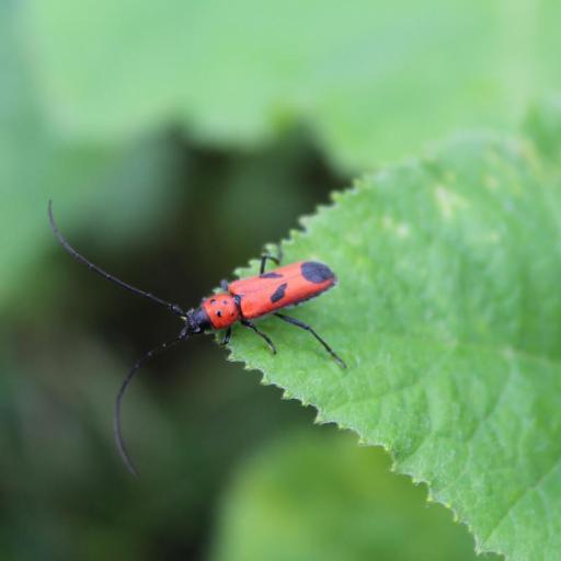 Tylosis Insect Identification Guide, Habitat & Facts