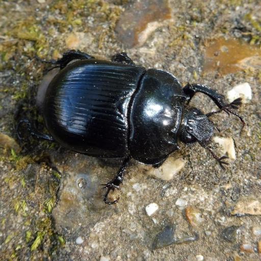 Minotaur Beetle (Typhaeus Typhoeus) Insect Identification Guide ...