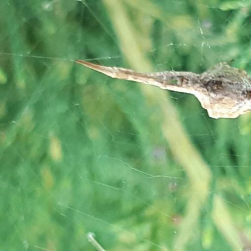 Walckenaer's Feather-legged Spider (Uloborus Walckenaerius) Insect ...