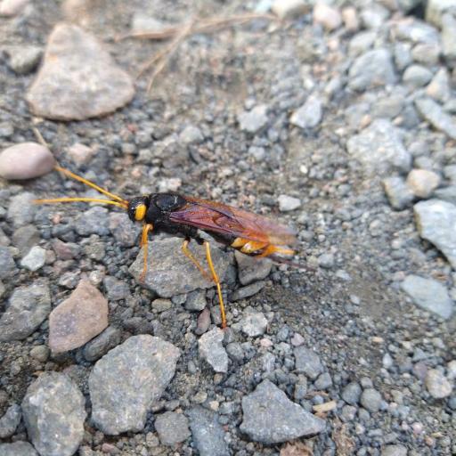 Killer Shrimp (Dikerogammarus Villosus) Insect Identification Guide ...