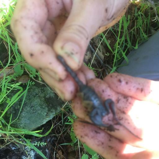 Western Forest Scorpion (Uroctonus Mordax) Insect Identification Guide ...