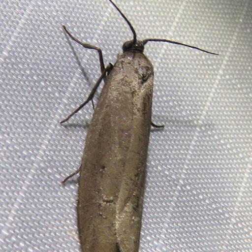 False Burnet Moths (Urodidae) Insect Identification Guide, Habitat & Facts