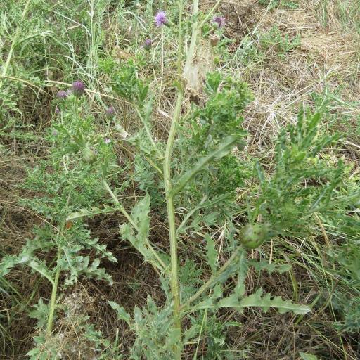 Thistle Stem Gall Fly (Urophora Cardui) Insect Identification Guide ...