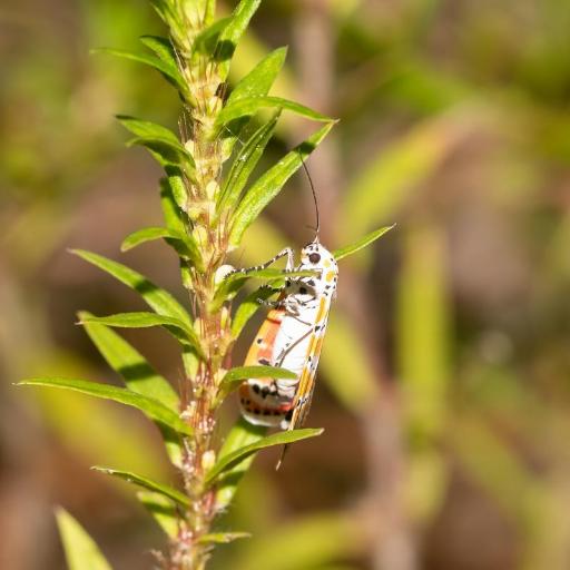 Ornate Bella Moth (Utetheisa Ornatrix) Insect Identification Guide ...
