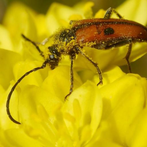 Charcoal Stingless Bee (Tetragonula Carbonaria) Insect Identification ...