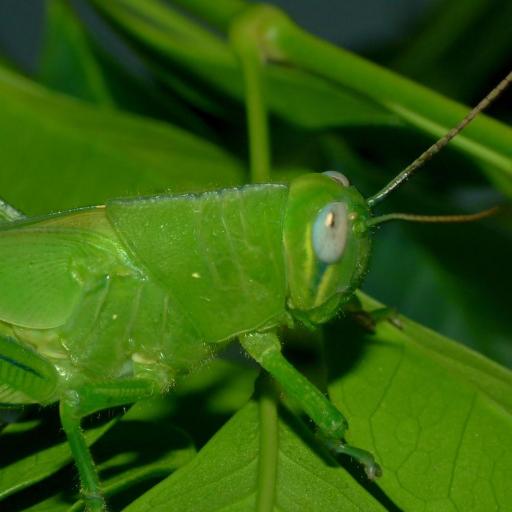 Giant Grasshopper (Valanga Irregularis) Insect Identification Guide ...