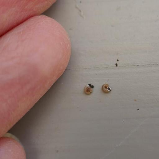 Costate Vallonia (Vallonia Costata) Insect Identification Guide ...