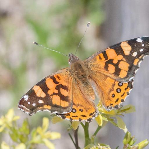 West Coast Lady (Vanessa Annabella) Insect Identification Guide ...