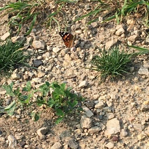 Painted Lady (Vanessa Cardui) Insect Identification Guide, Habitat & Facts