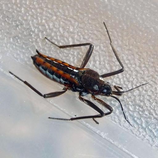 Capra's Water Cricket (Velia Caprai) Insect Identification Guide ...