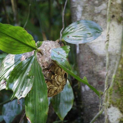 Black-bellied Hornet (Vespa Basalis) Insect Identification Guide ...