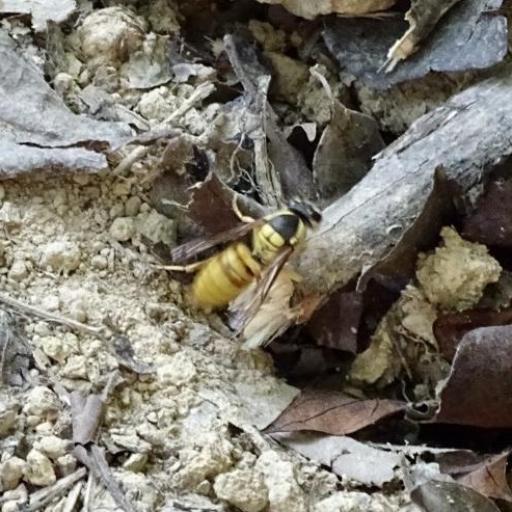 Black Shield Hornet (Vespa Bicolor) Insect Identification Guide ...