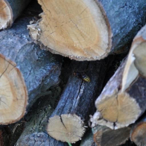 European Hornet (Vespa Crabro) Insect Identification Guide, Habitat & Facts