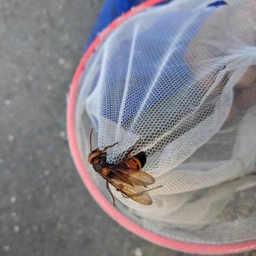 Black-tailed Hornet (Vespa Ducalis) Insect Identification Guide ...