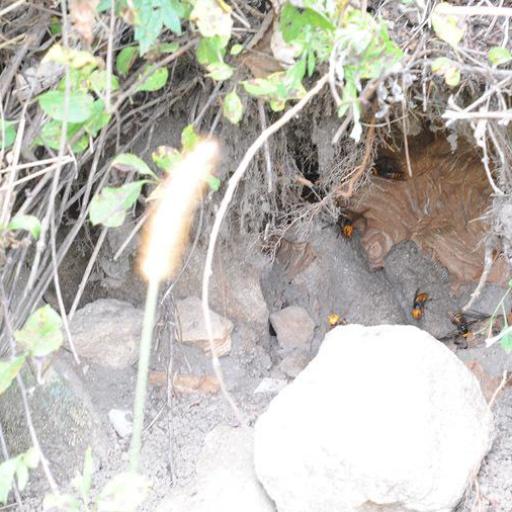 Asian Giant Hornet (Vespa Mandarinia) Insect Identification Guide ...