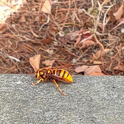 Yellow Hornet (Vespa Simillima) Insect Identification Guide, Habitat ...