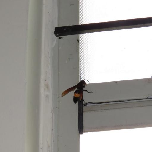 Greater Banded Hornet (Vespa Tropica) Insect Identification Guide ...