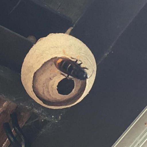 Yellow-legged Hornet (Vespa Velutina) Insect Identification Guide ...