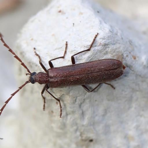 Common Desert Centipede (Scolopendra Polymorpha) Insect Identification ...