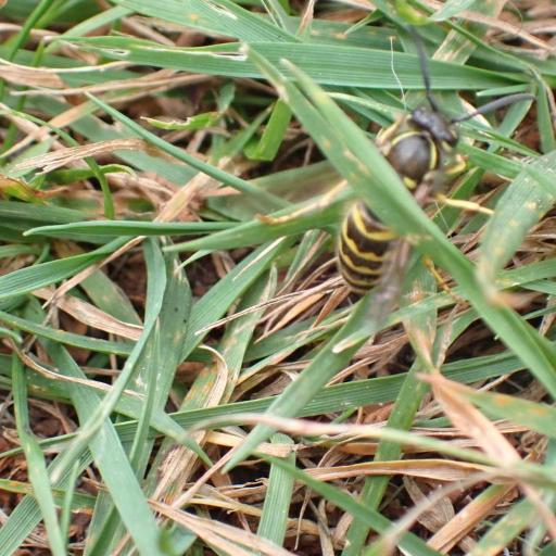 Alaska Yellowjacket (Vespula Alascensis) Insect Identification Guide ...